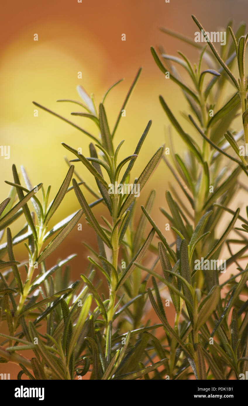 Rosemary plant on a colorful background Stock Photo - Alamy