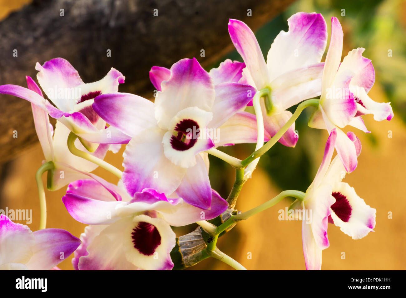 Hanging orchid tree hi-res stock photography and images - Alamy