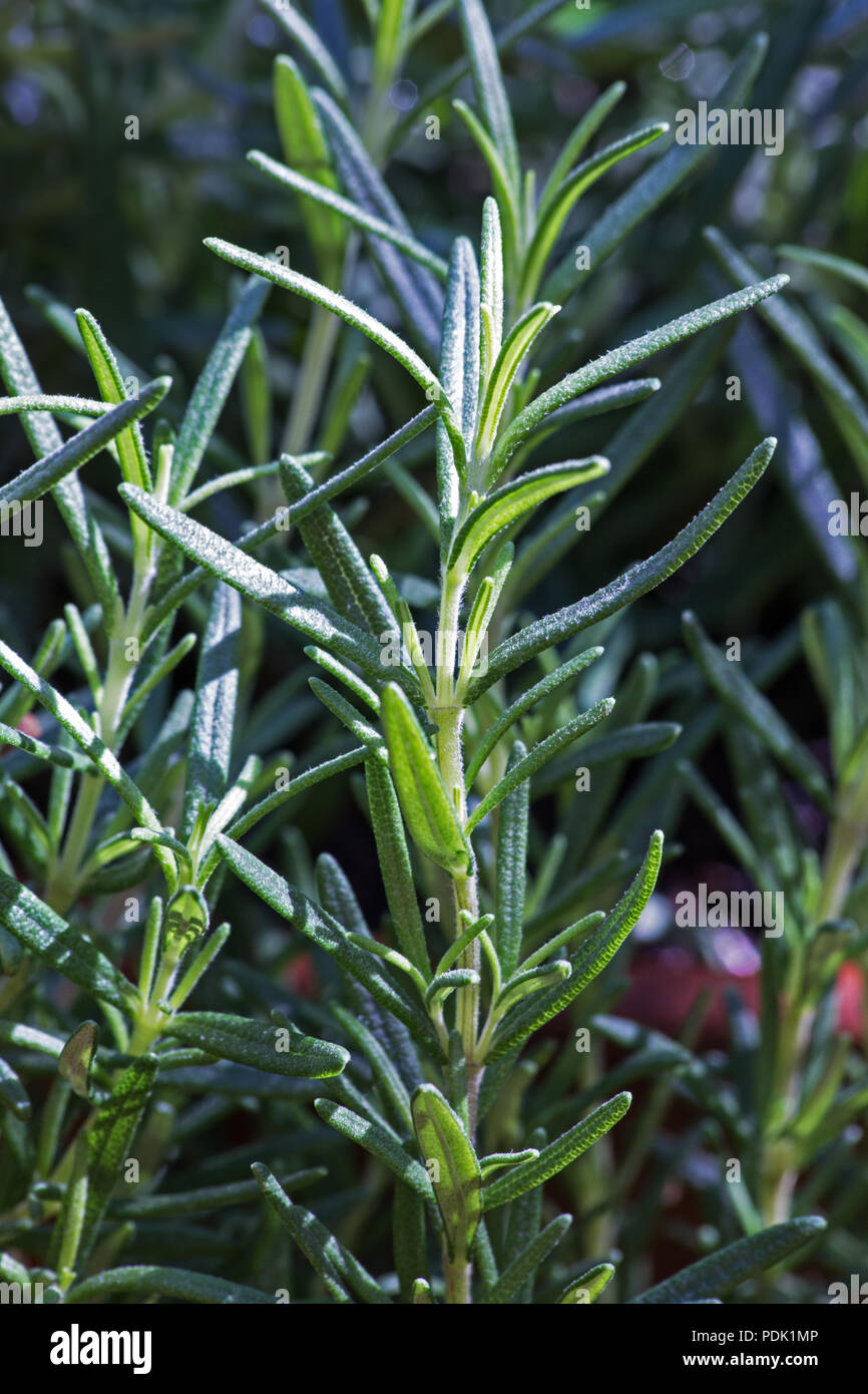 Rosemary plan on natural background Stock Photo - Alamy