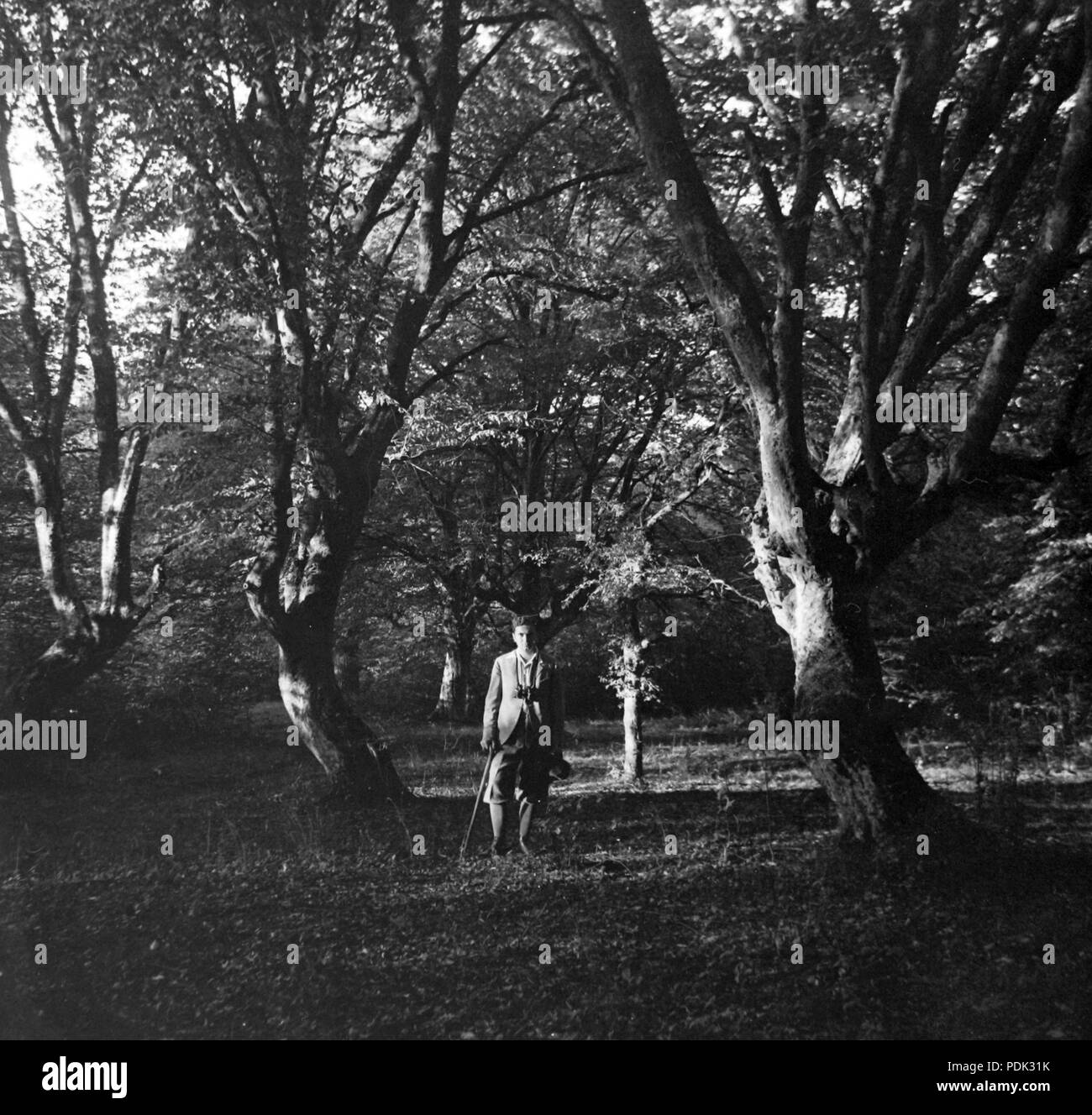 381 Woods, man, walking cane, excursion Fortepan 22857 Stock Photo - Alamy