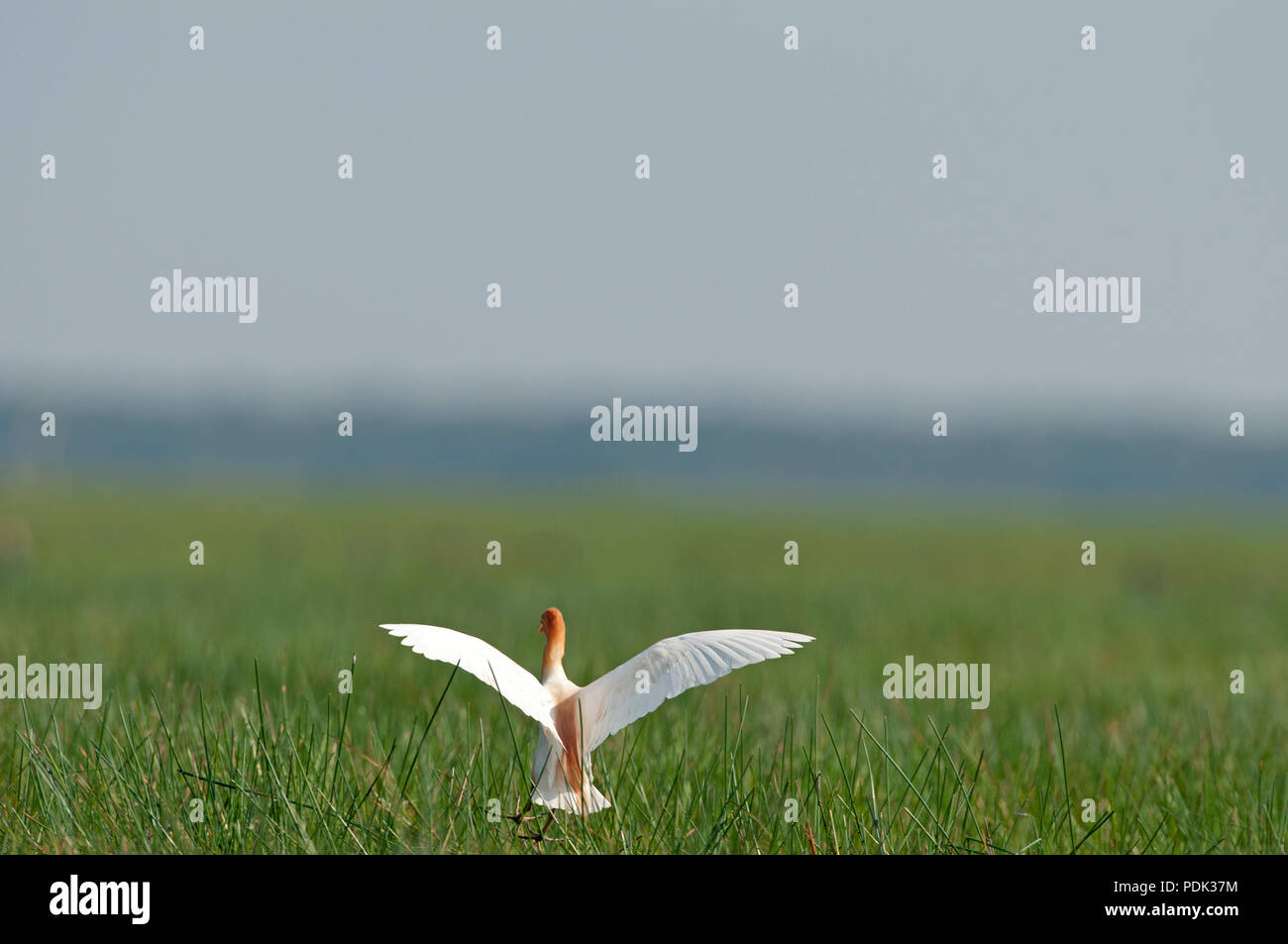 Eastern Cattle Egret (Bubulcus ibis coromandus) - Thailand Stock Photo ...