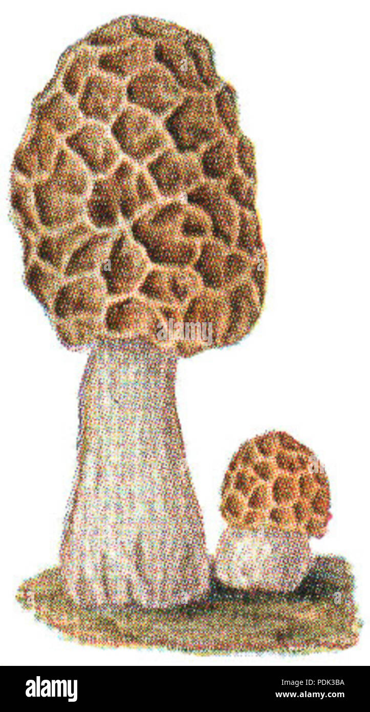 Morchella fungi hi-res stock photography and images - Alamy