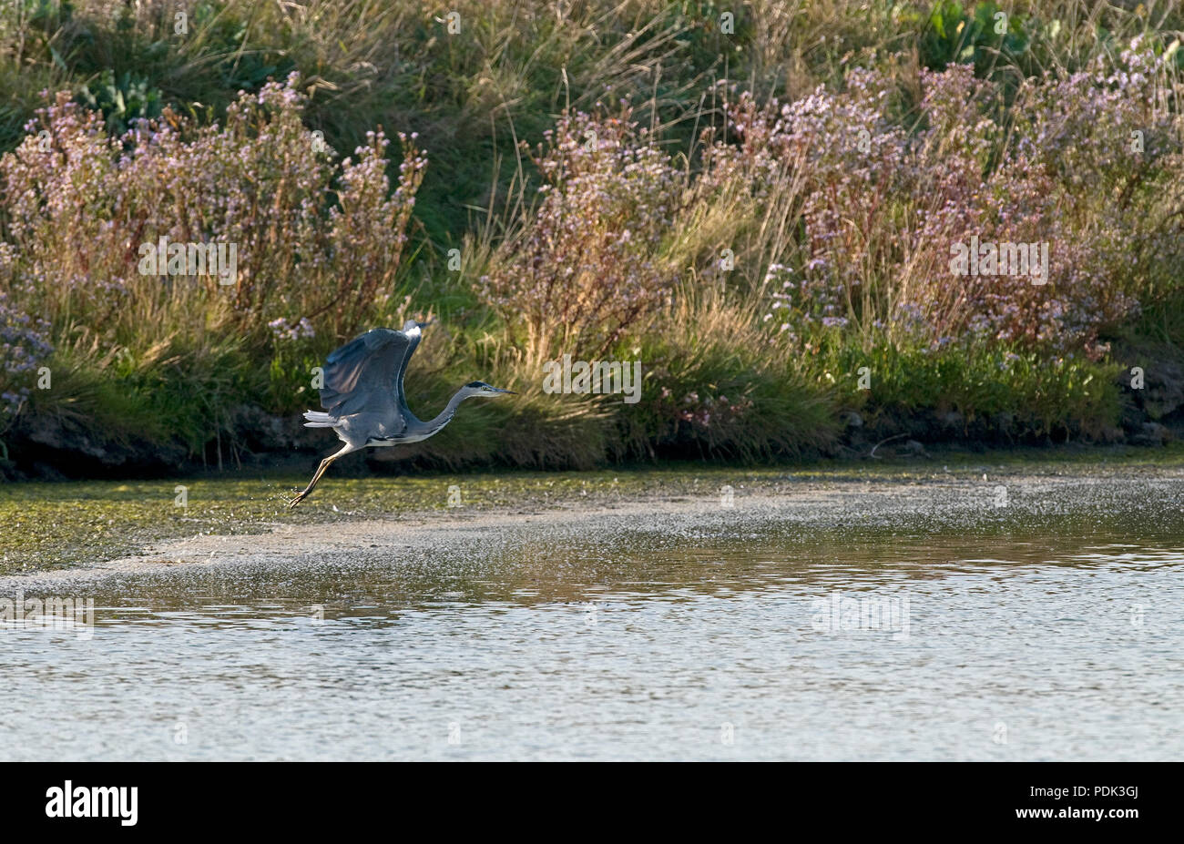 Grey Heron - Flight - Take-off - Ardea cinerea Héron cendré- Vol ...
