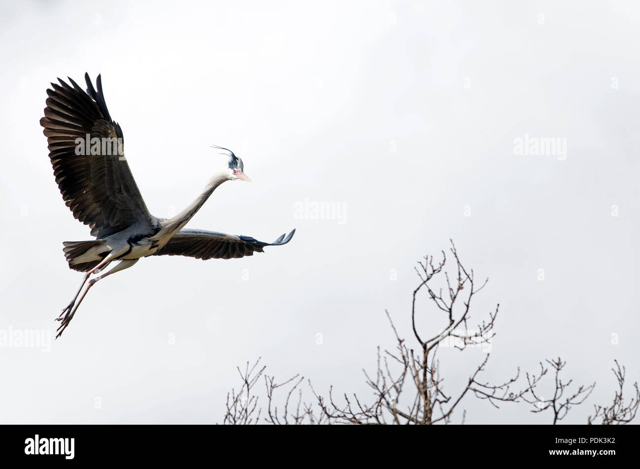 Grey Heron - Flight - Ardea cinerea Héron cendré- Vol Stock Photo - Alamy