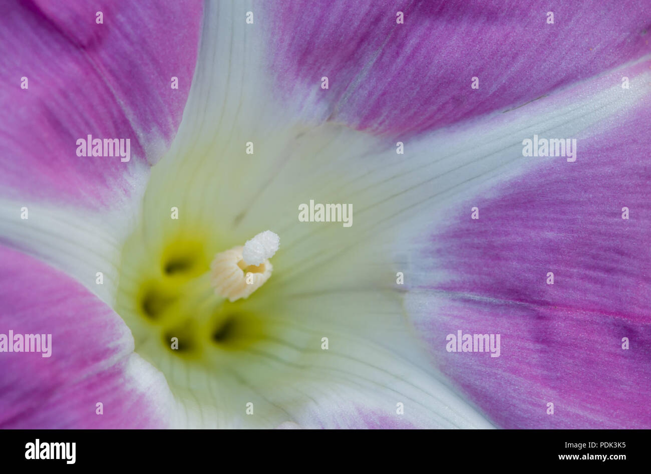 Morning Glory close-up Stock Photo - Alamy