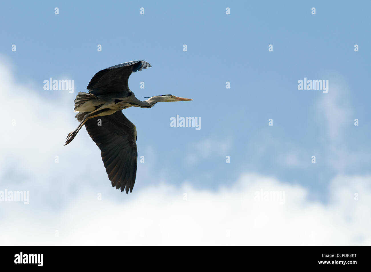 Grey Heron - Flight - Ardea cinerea Héron cendré- Vol Stock Photo - Alamy