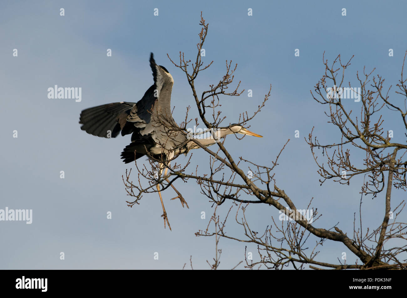 Grey Heron - Flight - Ardea cinerea Héron cendré- Vol Stock Photo - Alamy