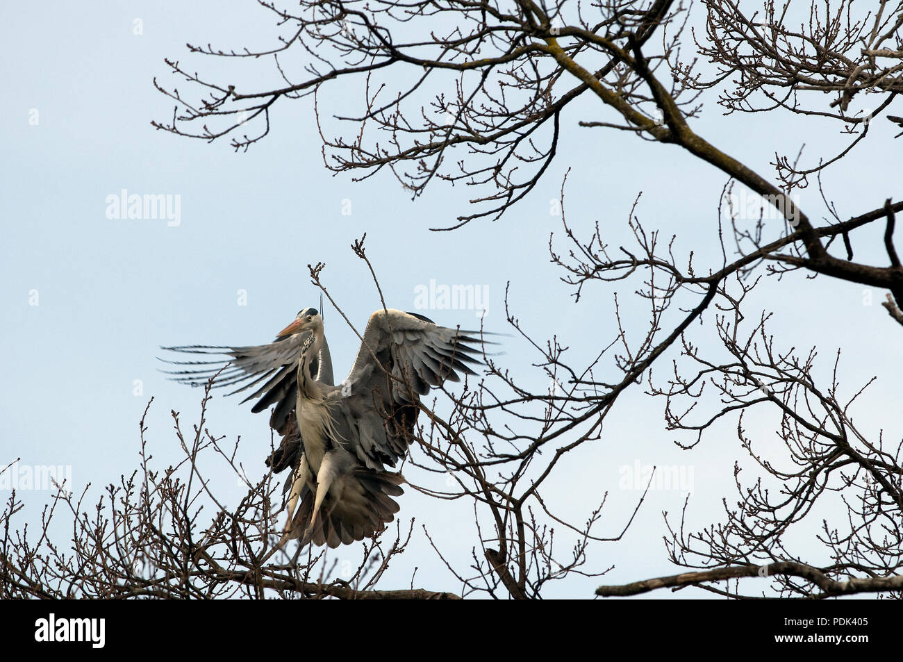 Grey Heron - Flight - Landing - Ardea cinerea Héron cendré- Vol ...