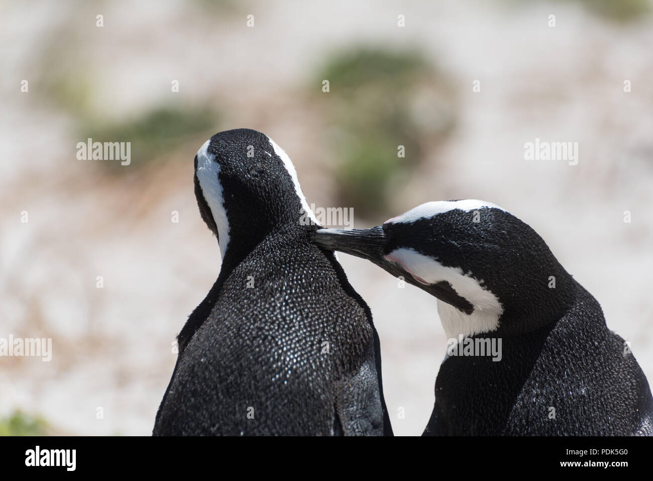A pair of african penguins close together, Boulder Beach, South Africa ...