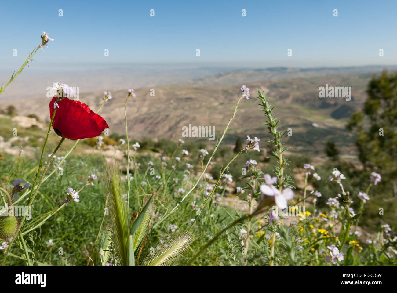 Jordan wild flowers hi-res stock photography and images - Alamy