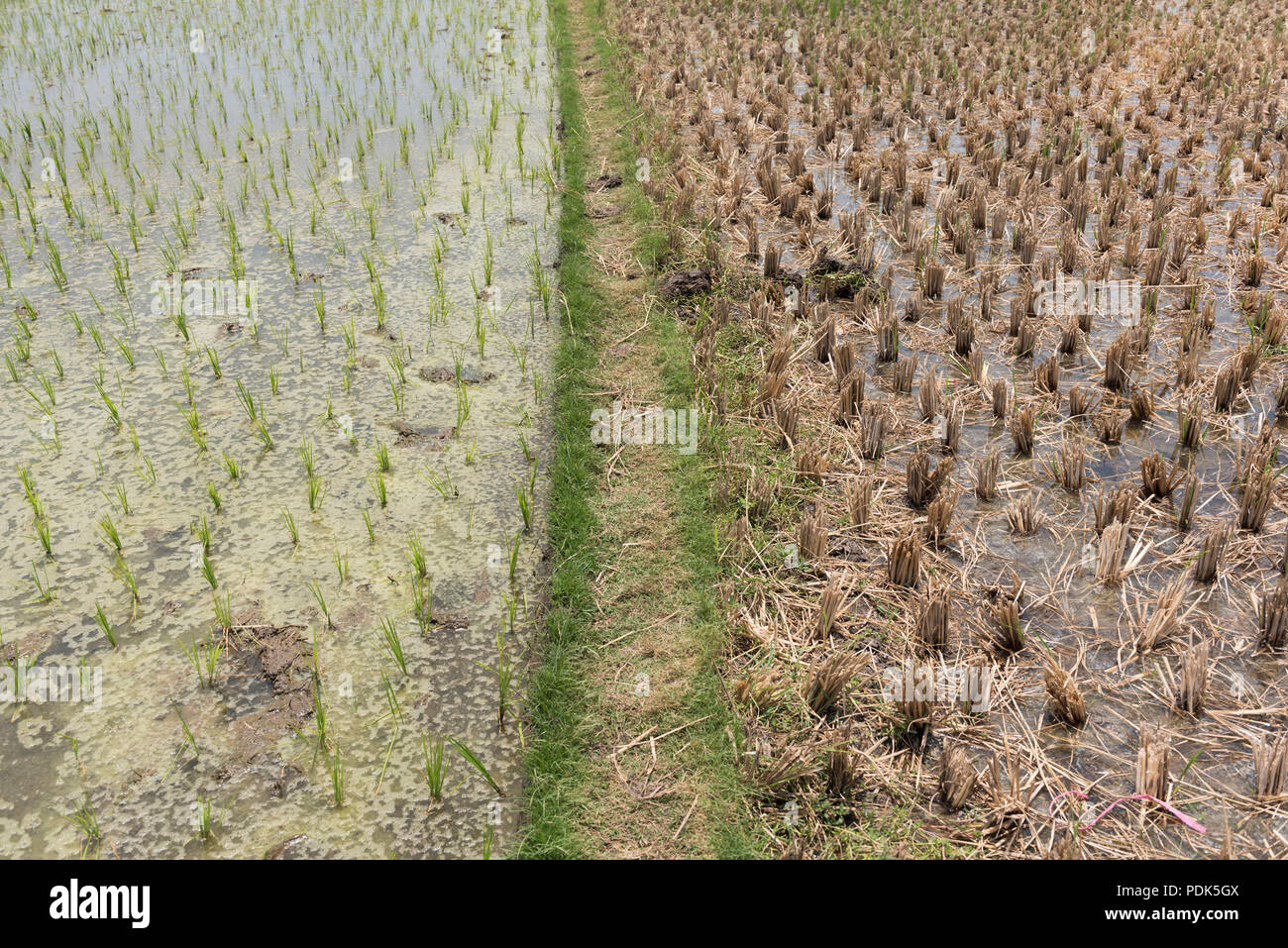 Rice field soil hi-res stock photography and images - Alamy