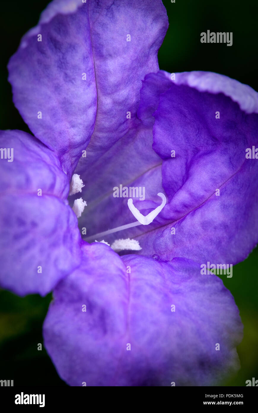 Common Morning Glory (Ipomoea purpurea Stock Photo - Alamy