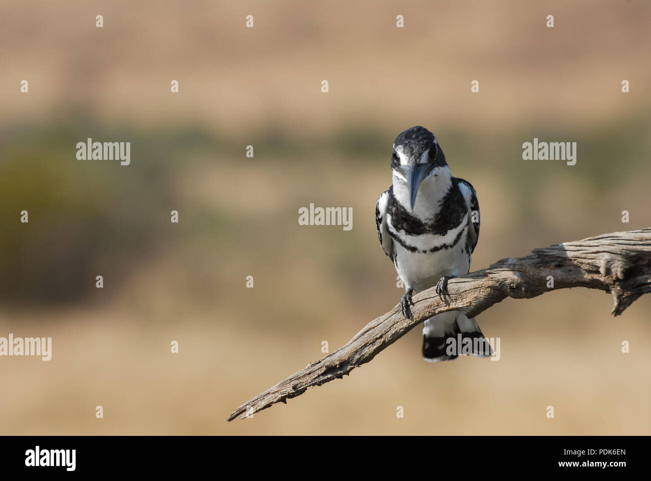 Straight branch hi-res stock photography and images - Alamy