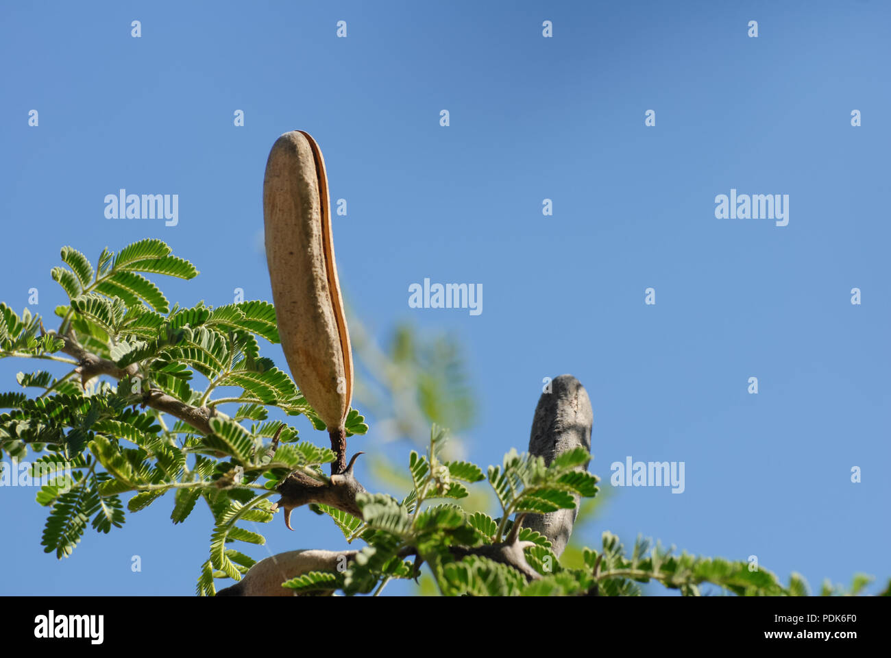 Camel thorn tree hi-res stock photography and images - Alamy