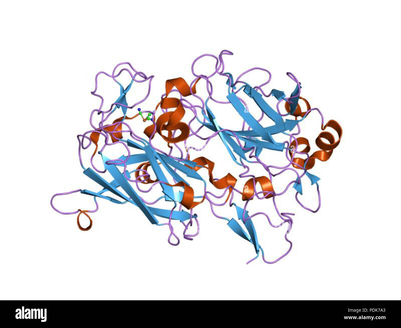Acinetobacter baylyi hi-res stock photography and images - Alamy
