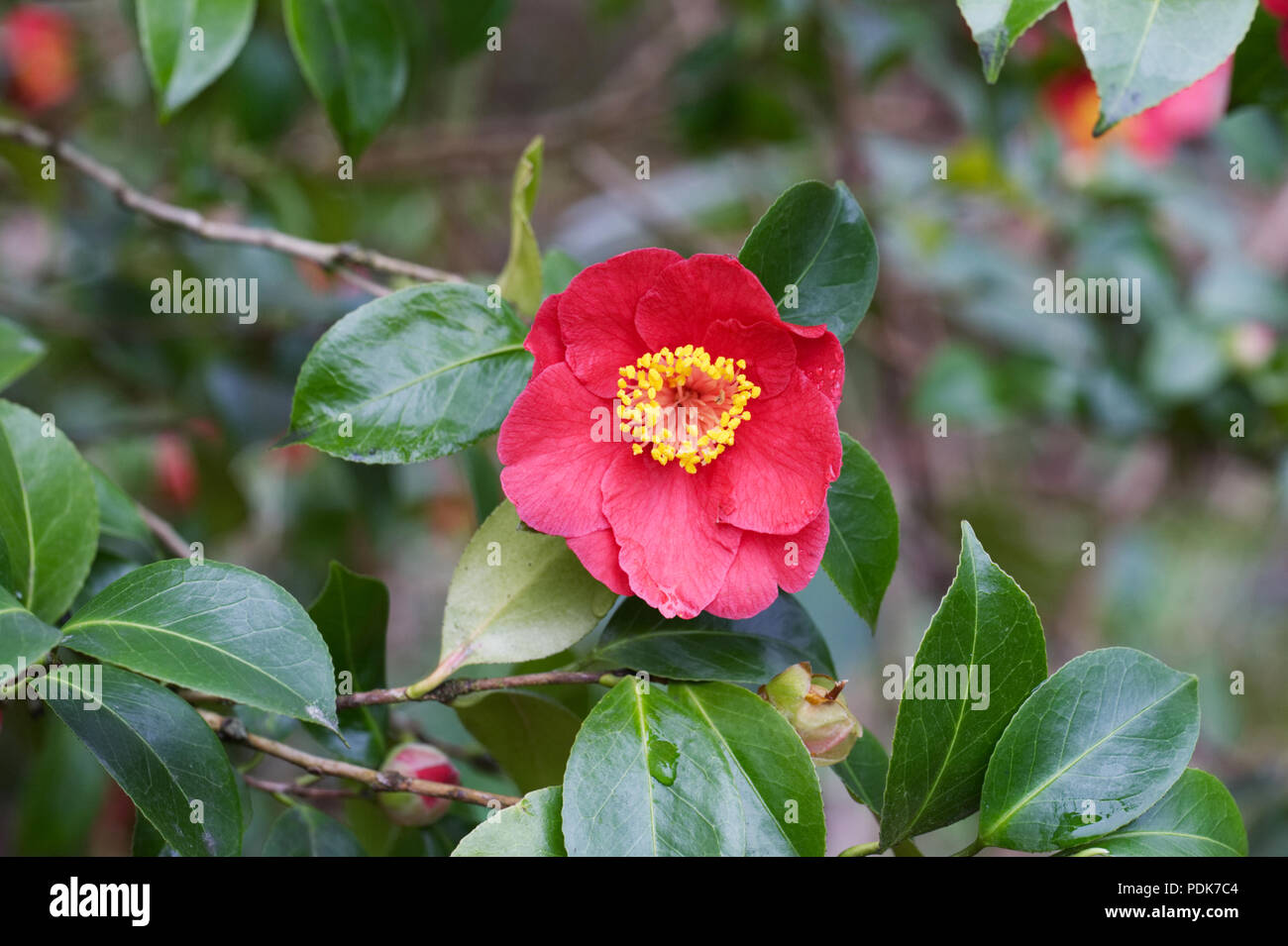 Alexander leaf hi-res stock photography and images - Alamy