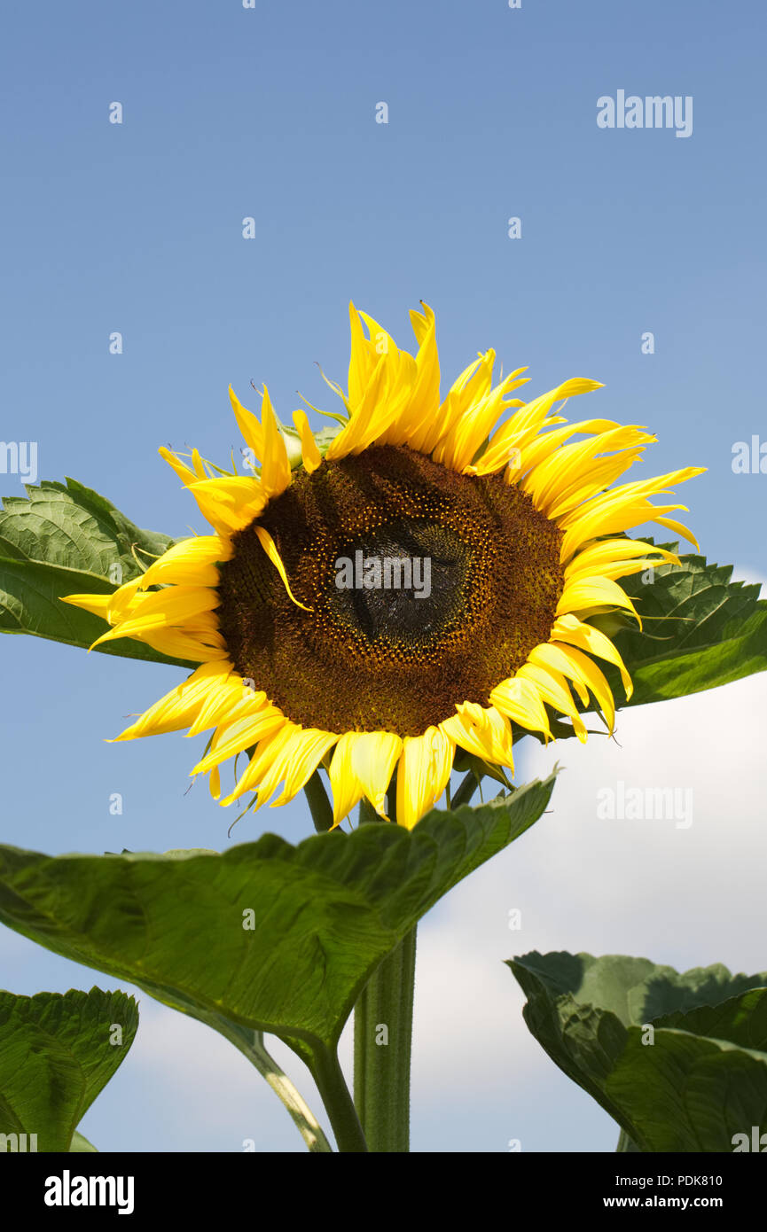 Large Sunflowers High Resolution Stock Photography and Images - Alamy