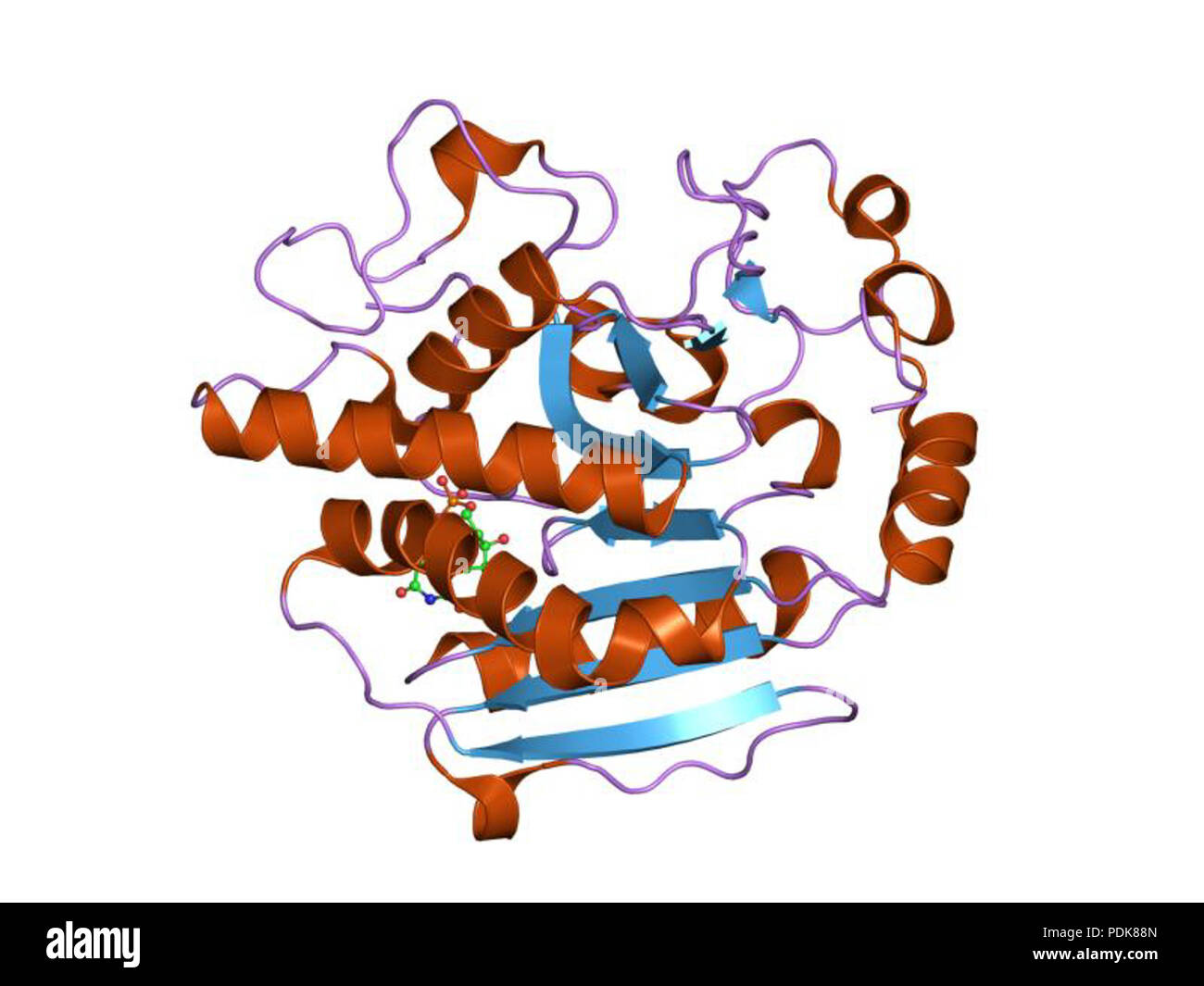 Alpha 1 acid glycoprotein hi-res stock photography and images - Alamy