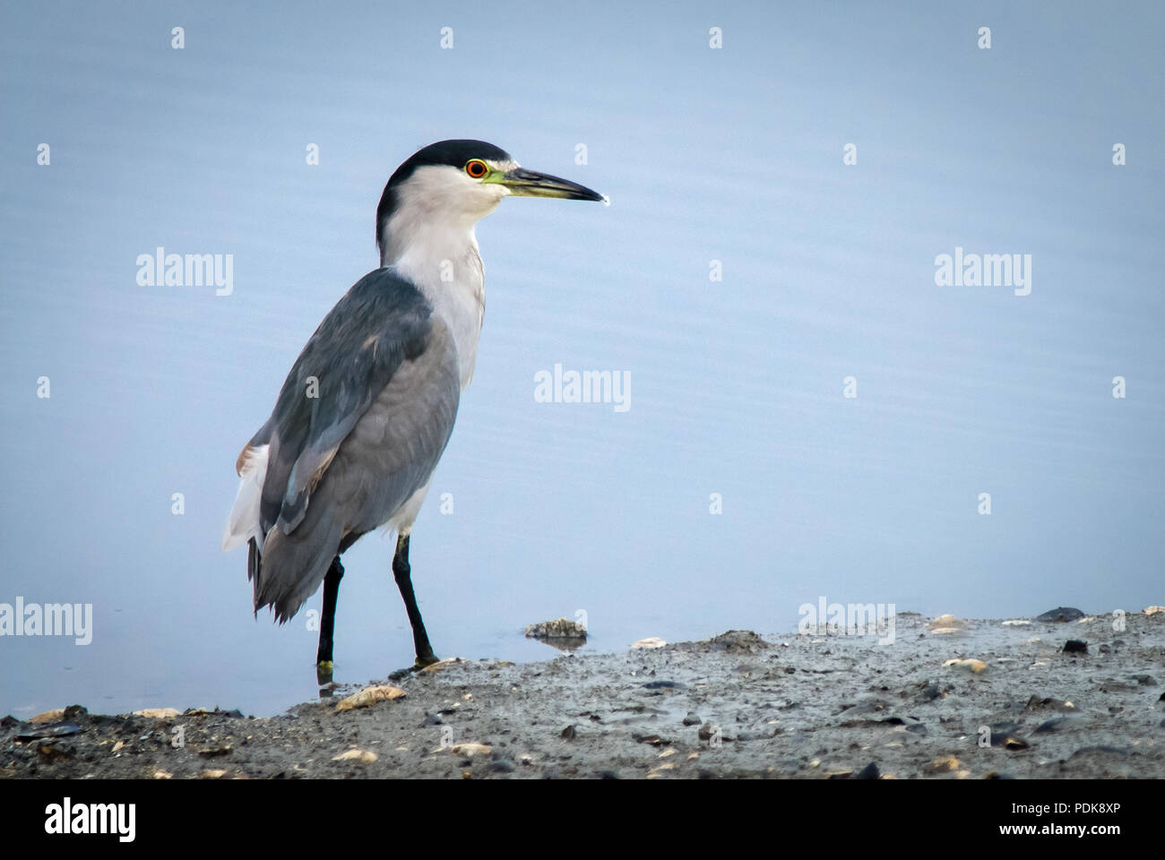 Black-crowned Night Heron (Nycticorax nycticorax) on shore Stock Photo ...