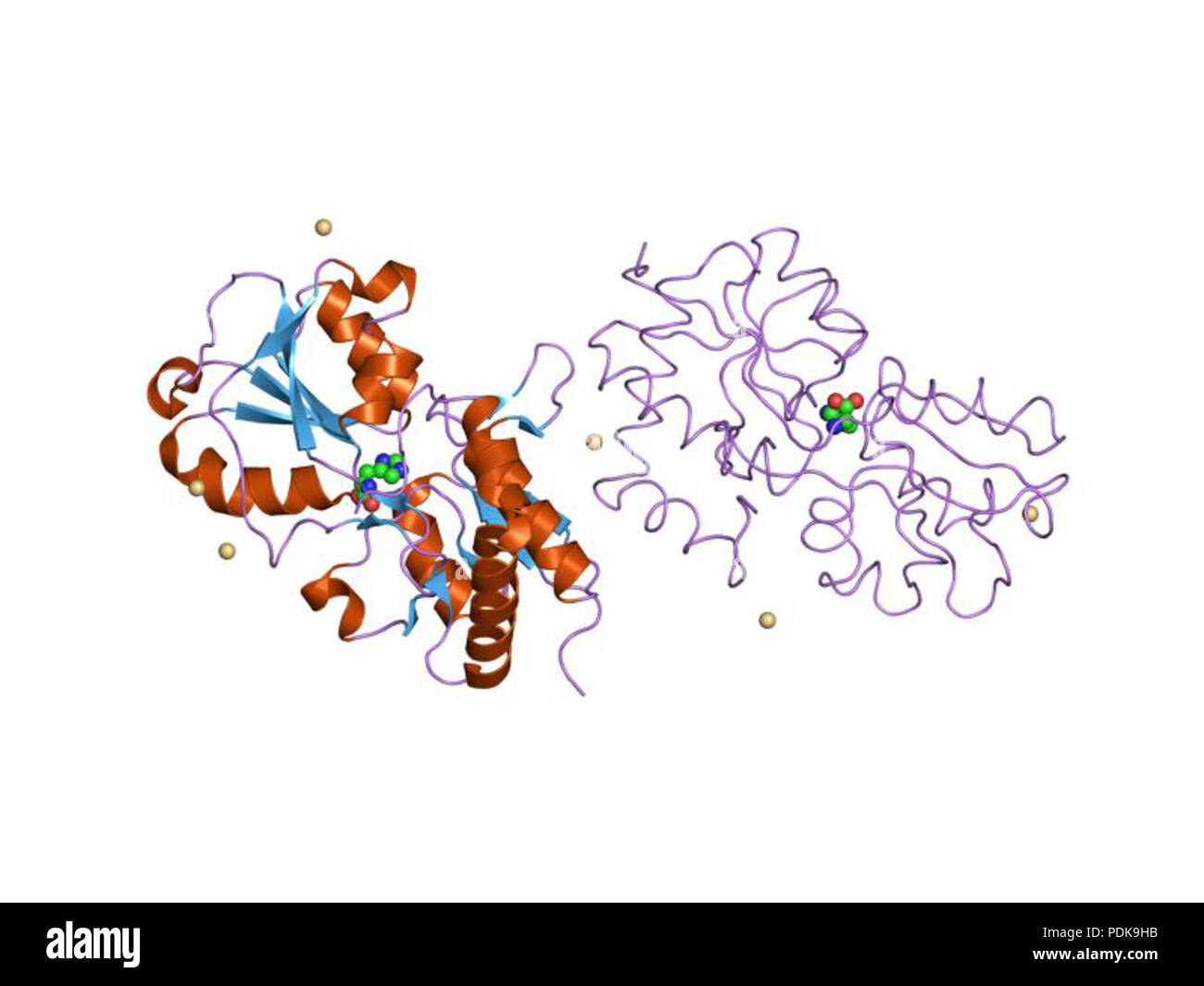 Chemosensory receptors hi-res stock photography and images - Alamy