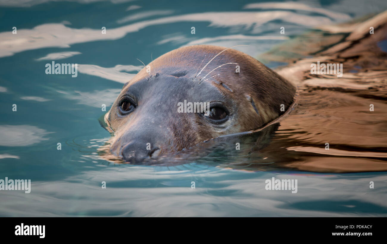 sea lion swimming, captive animal Stock Photo - Alamy