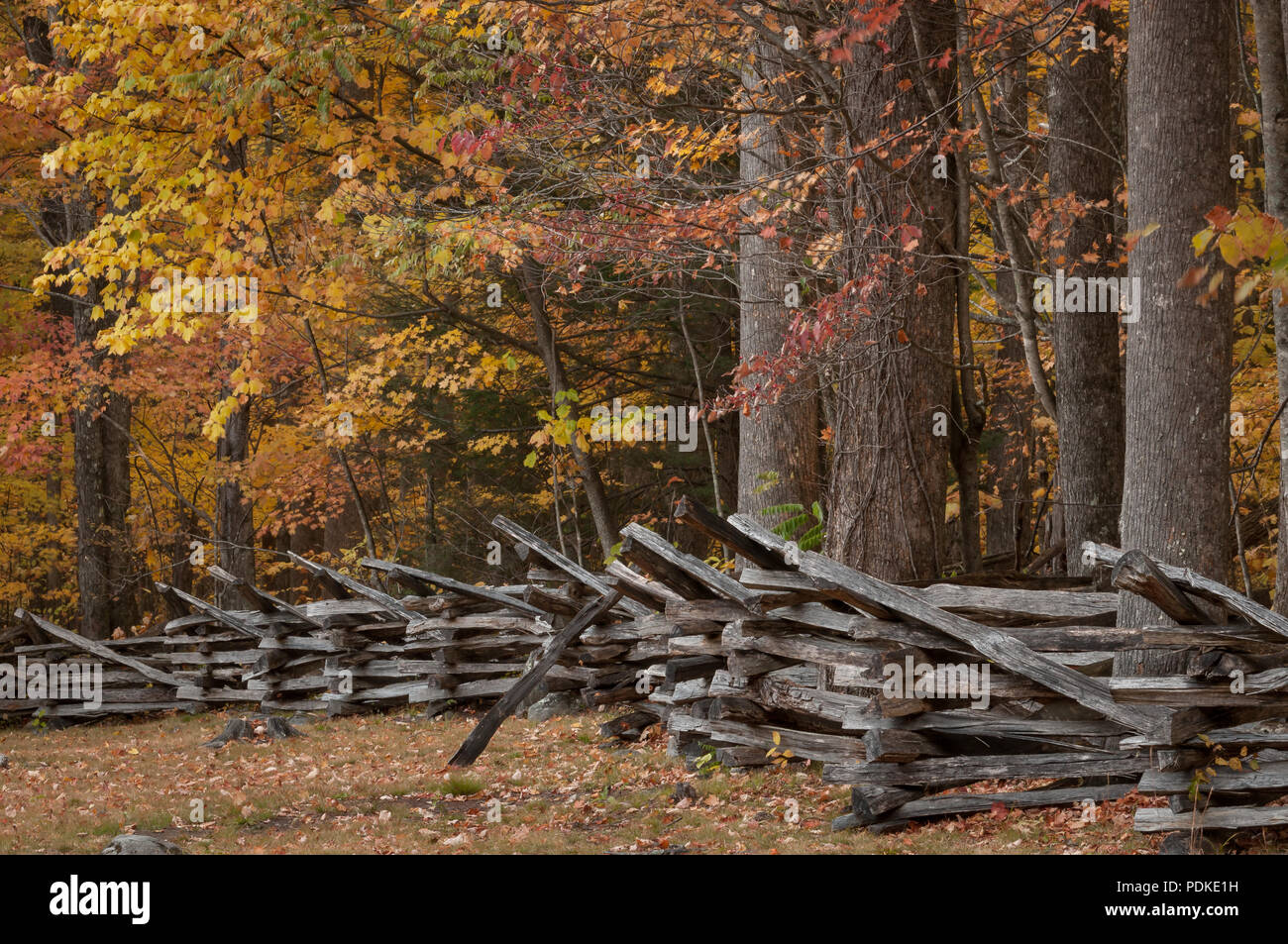 split rail cedar fence, autumn trees, Old Jim Bales Place, Roaring Fork ...