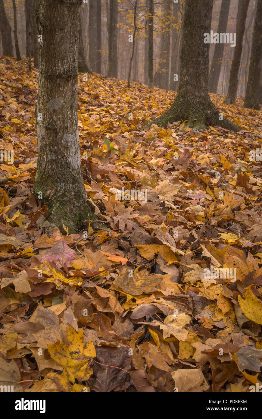 forest floor, autumn, Montgomery Bell State Park, TN Stock Photo - Alamy