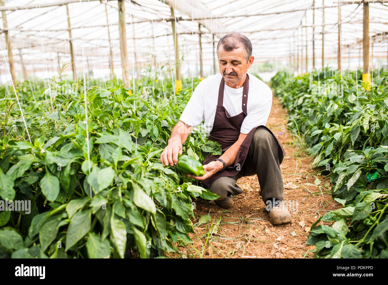 Farmer picking ripe bell peppers in a big greenhouse Stock Photo - Alamy