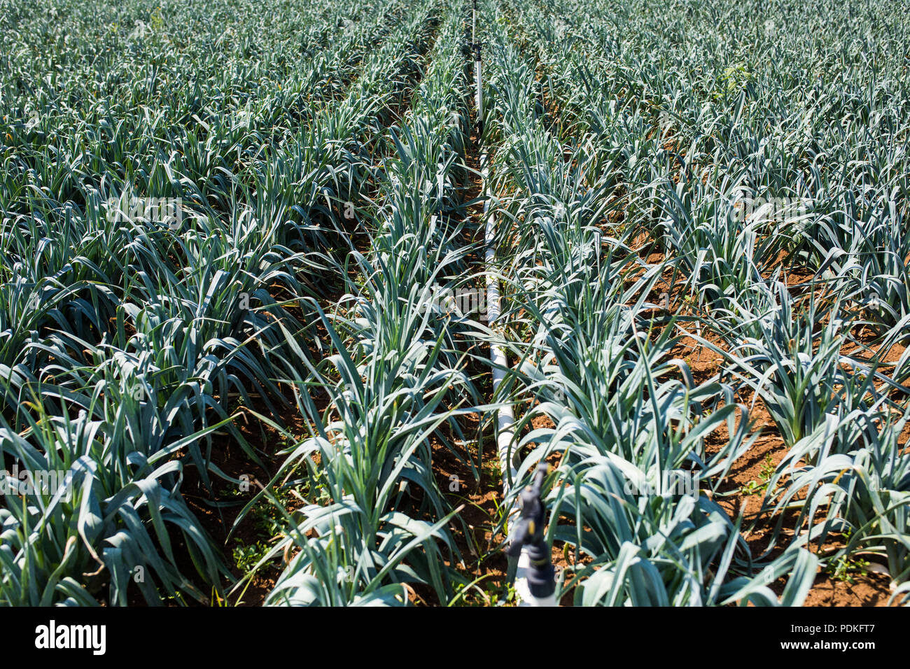 Leek field allium ampeloprasum hi-res stock photography and images - Alamy