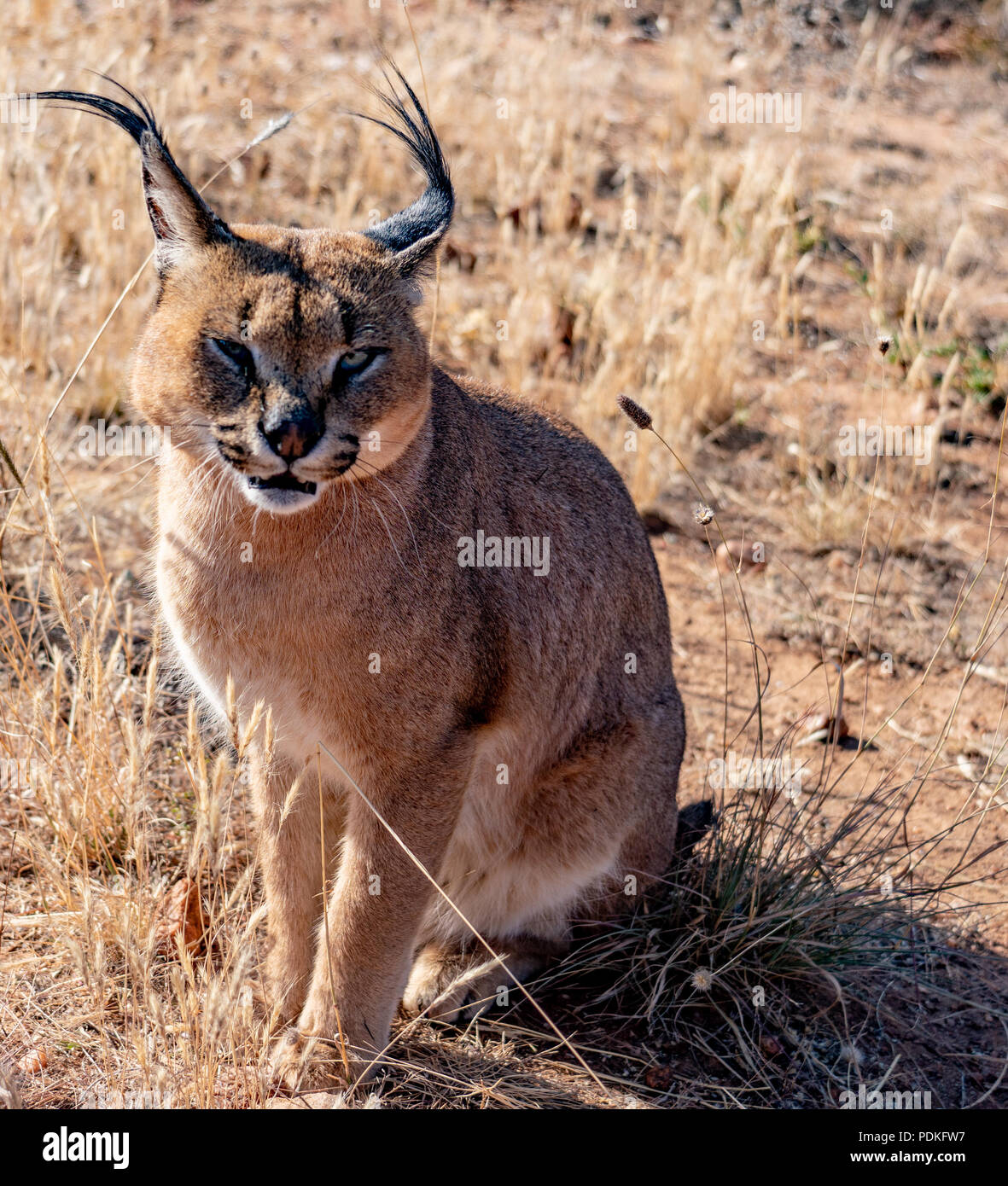 Caracal cat looks scans his surroundings for food Stock Photo - Alamy