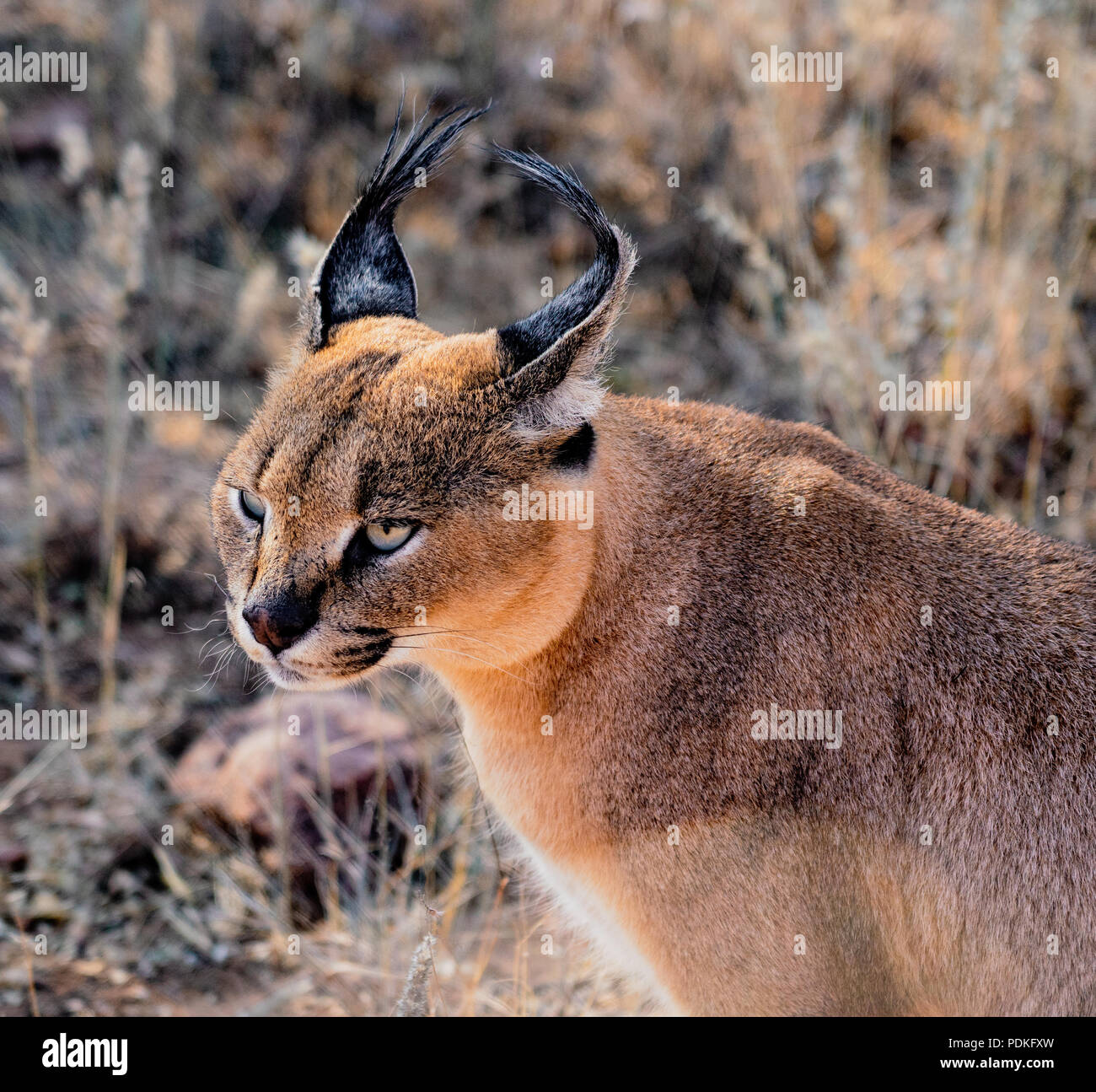 Caracal cat looks scans his surroundings for food Stock Photo - Alamy