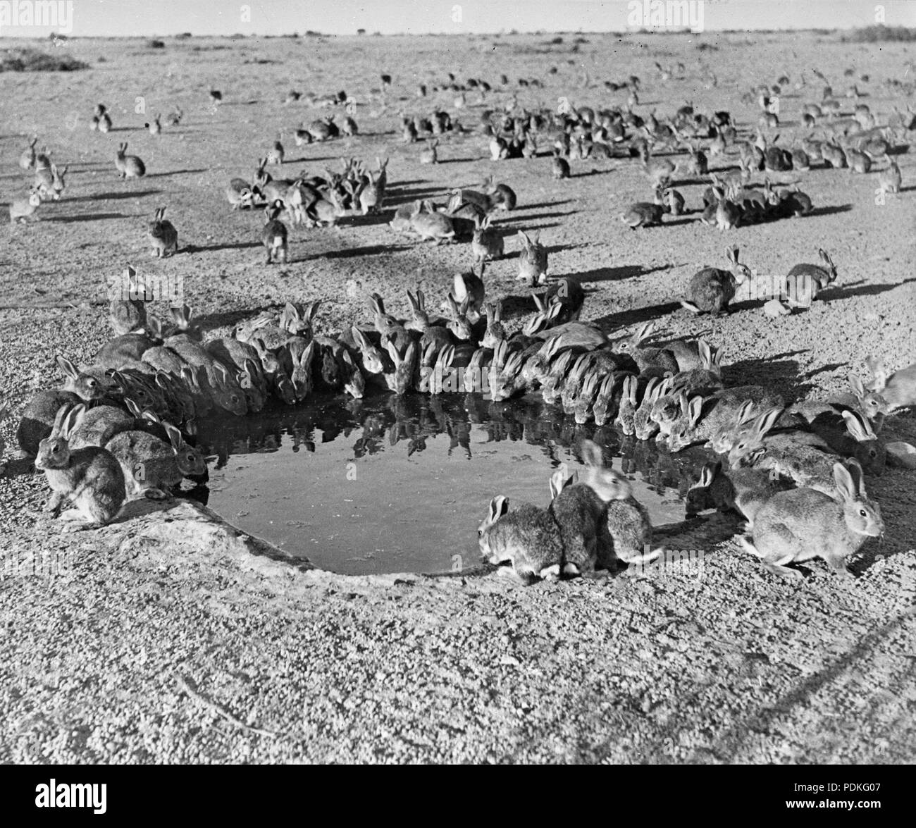 Australian rabbits Black and White Stock Photos & Images - Alamy