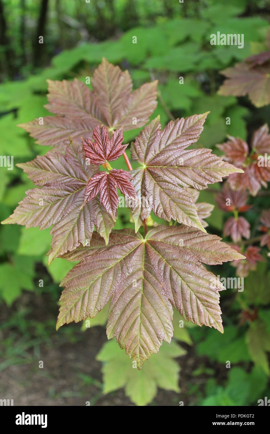 Sycamore land trust High Resolution Stock Photography and Images - Alamy