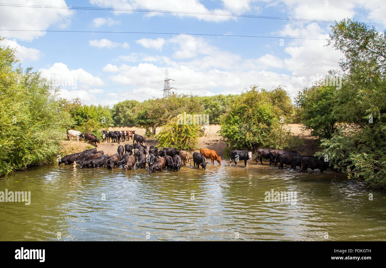 Cows water grass hi-res stock photography and images - Alamy