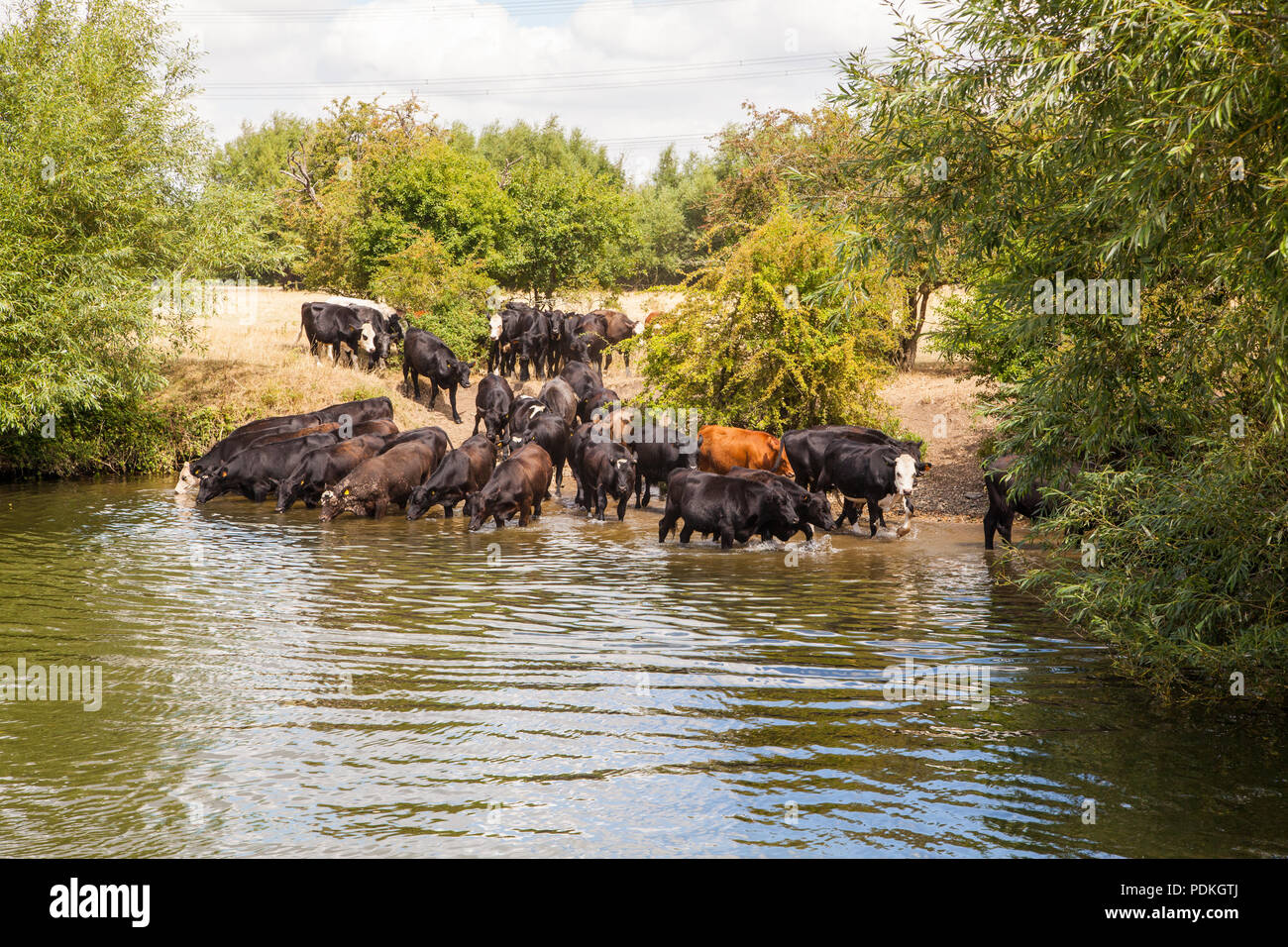 Farm animals including cattle and cows wading in the river Thames to ...
