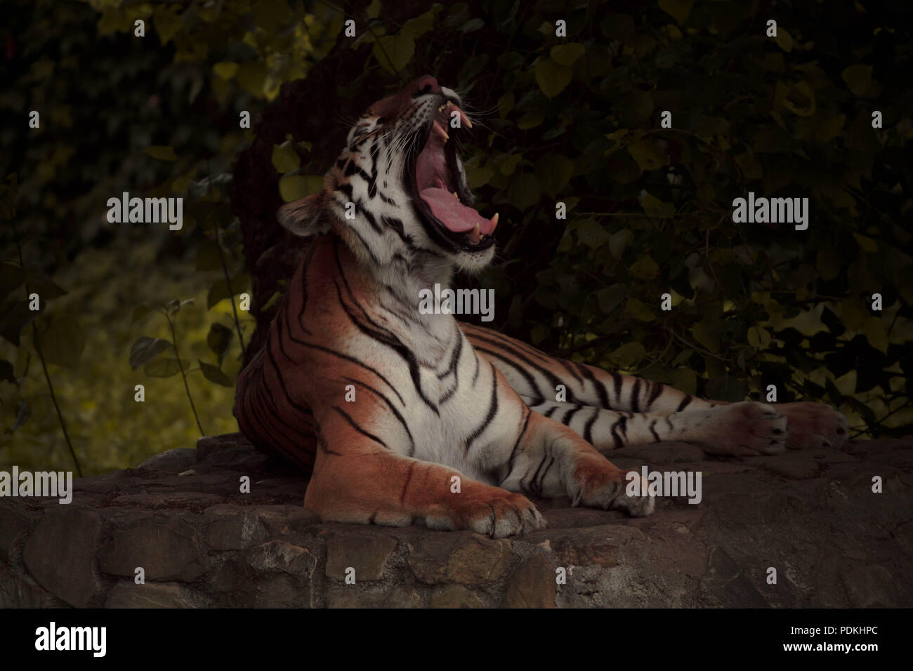 siberian tiger roaring Stock Photo - Alamy