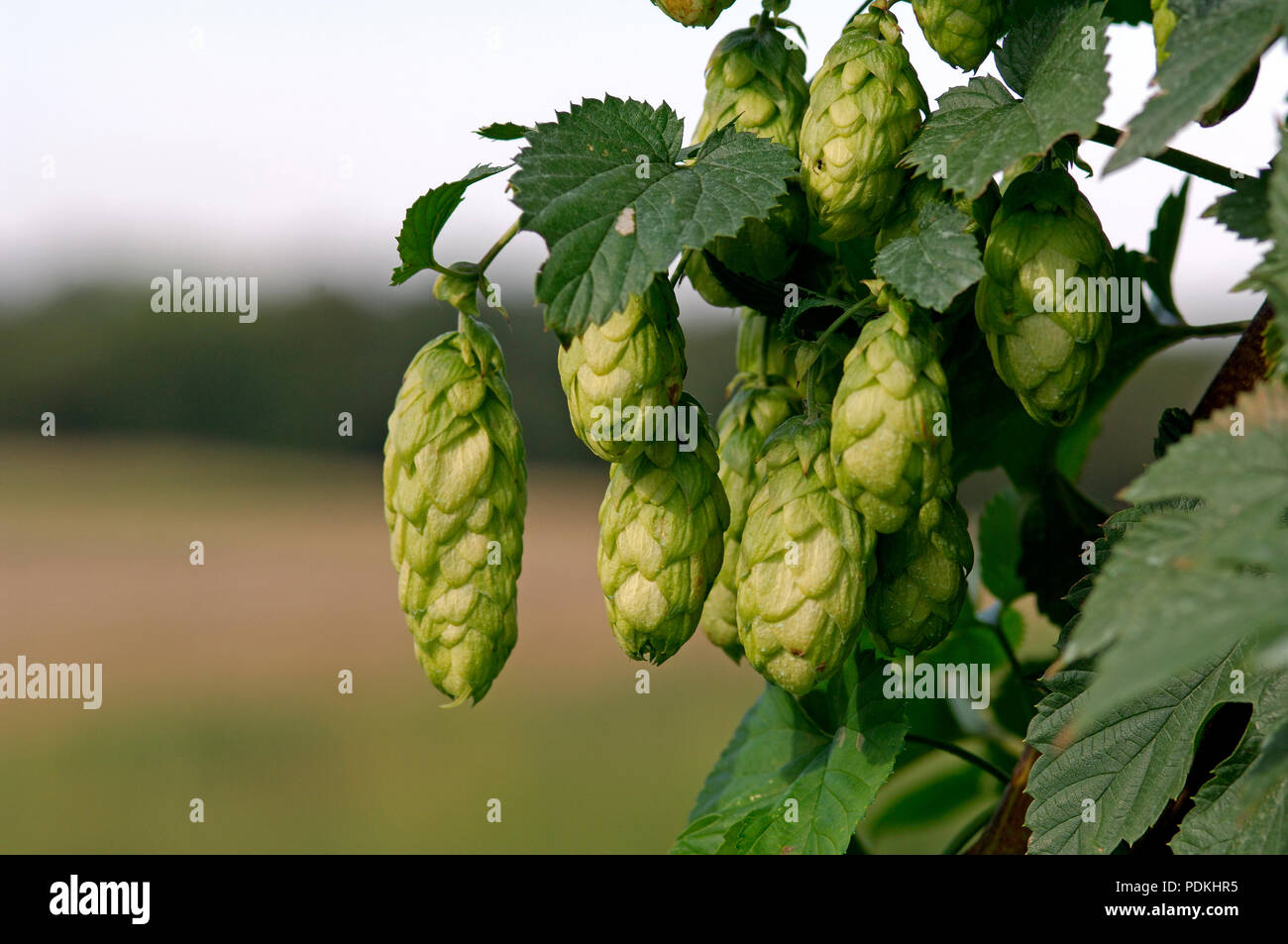 Houblon hi-res stock photography and images - Alamy