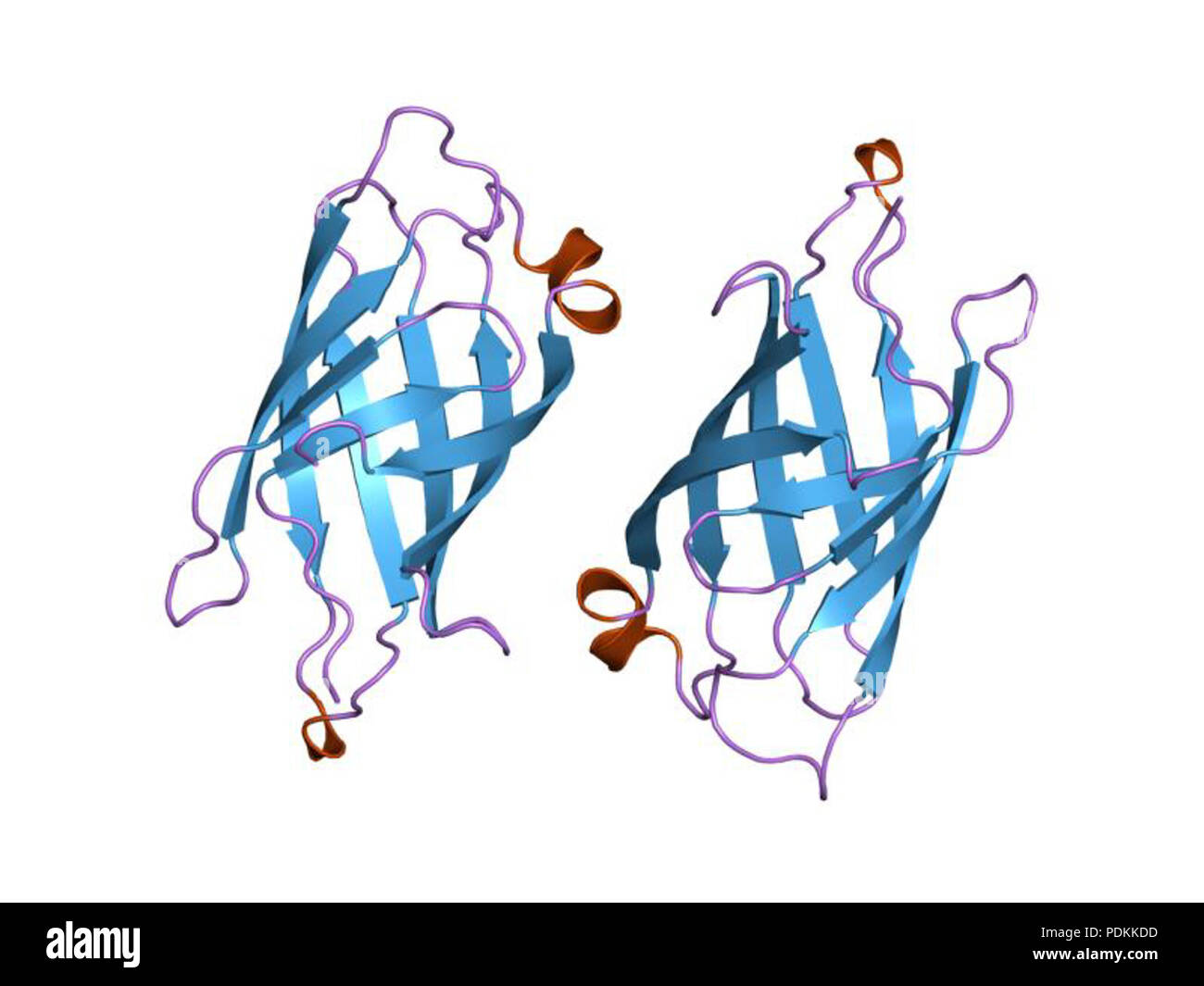 105 PDB 1rav EBI Stock Photo - Alamy