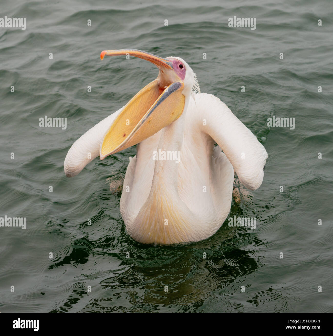 Great White Pelicans with their mouths open in Namibia Stock Photo - Alamy
