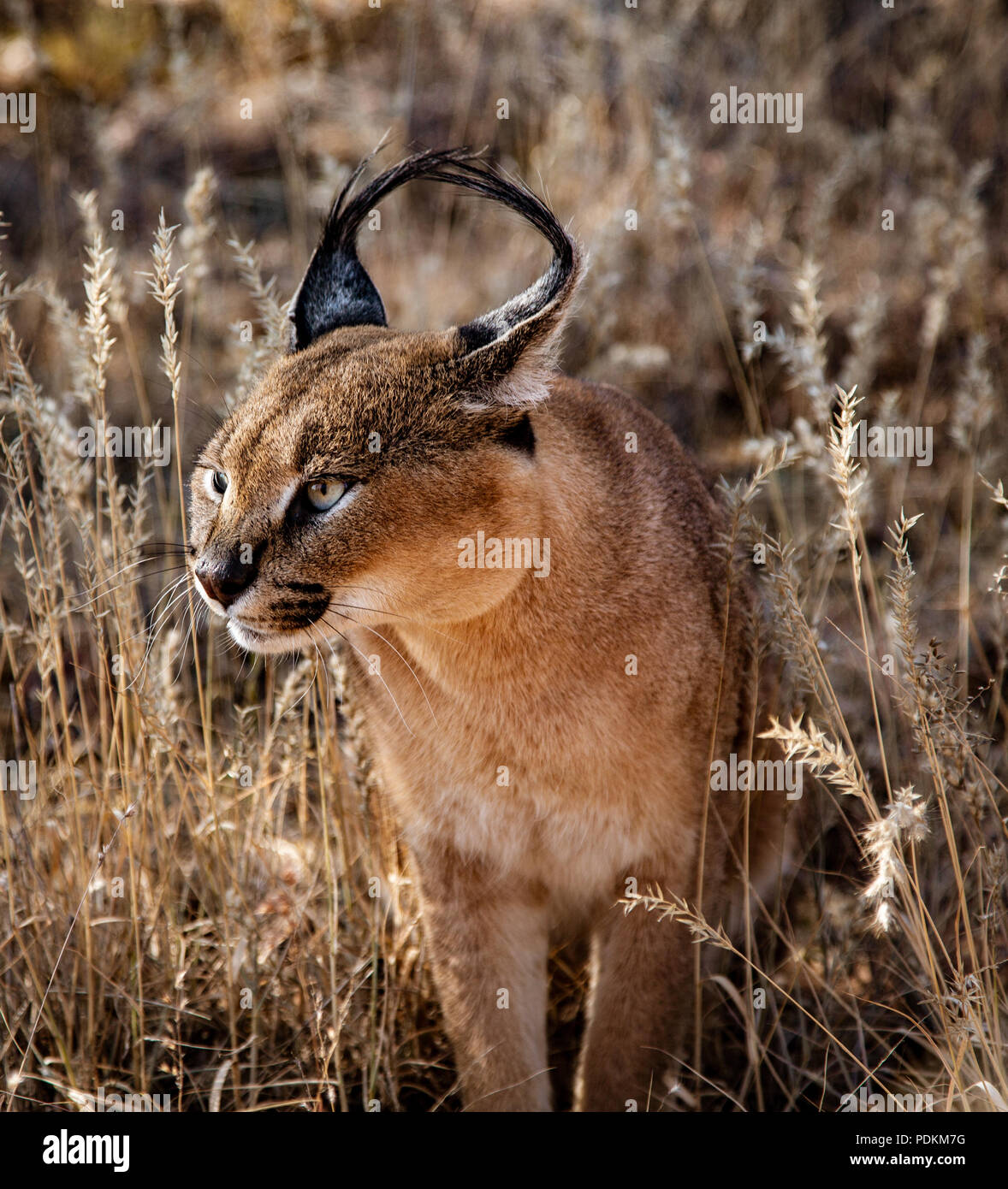 Caracal cat looks scans his surroundings for food Stock Photo - Alamy