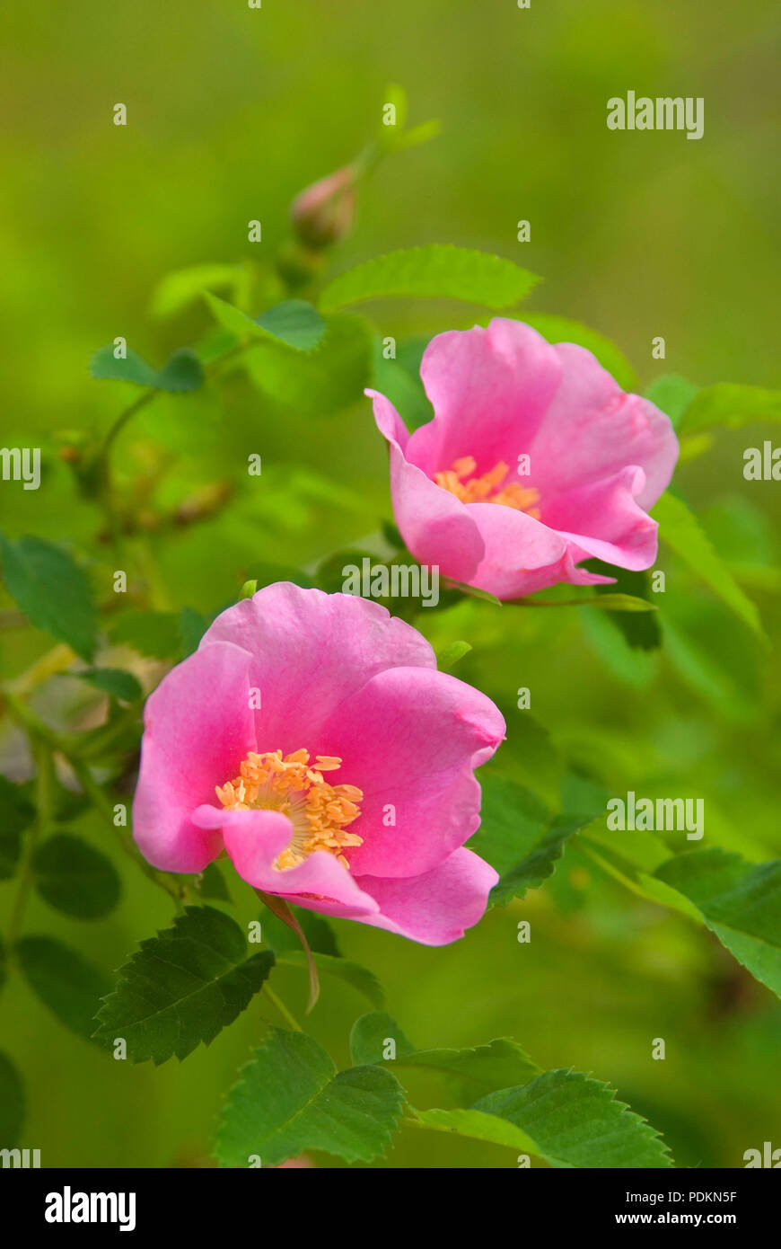 Rose creek trail hi-res stock photography and images - Alamy