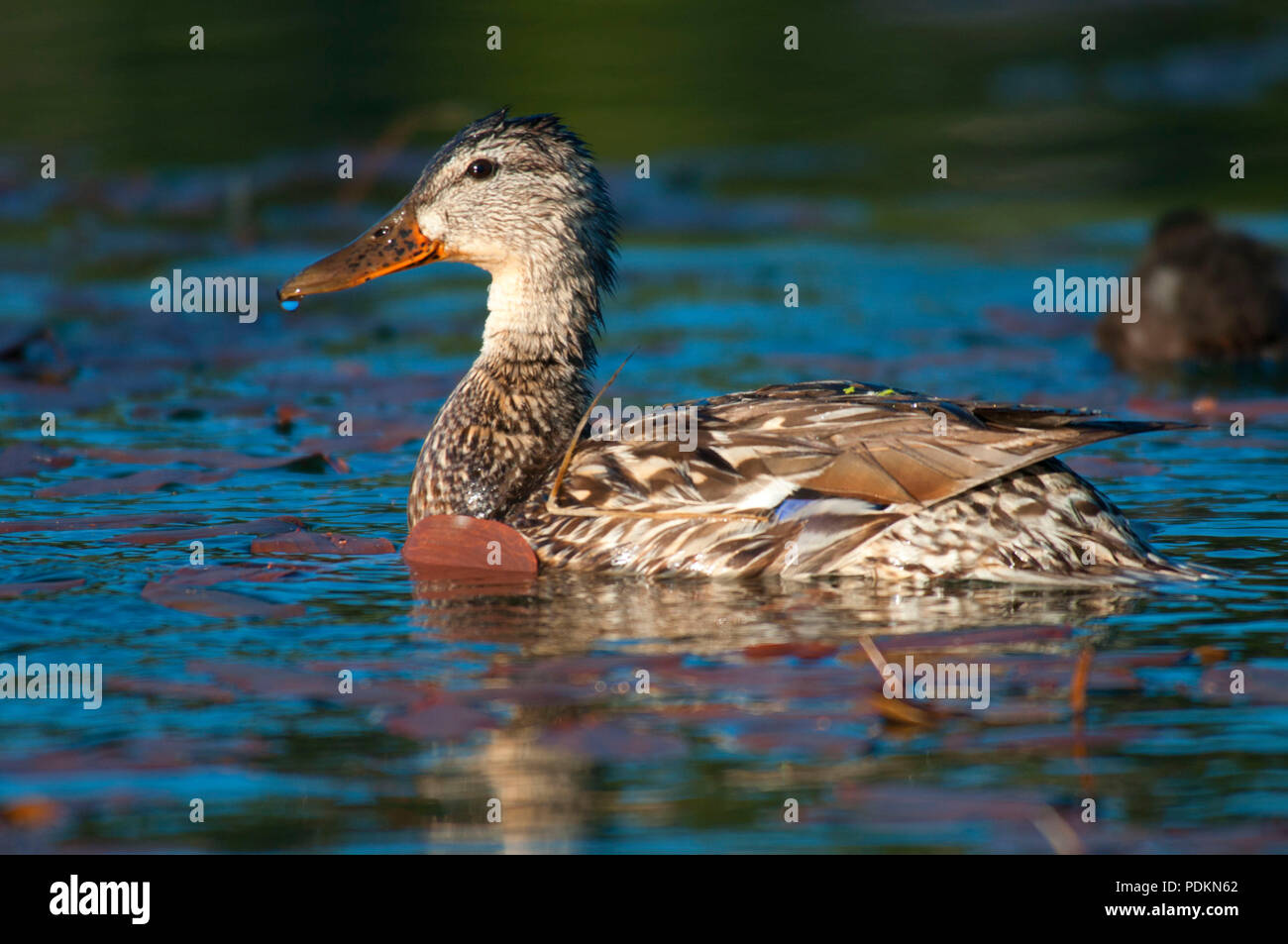 Cascade bird hi-res stock photography and images - Alamy
