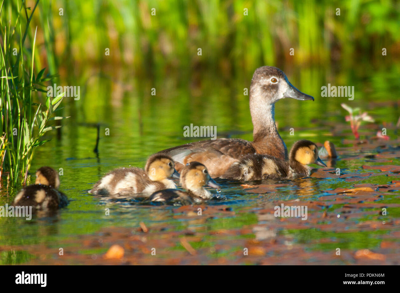 Redhead duck with duckling on Hosmer Lake, Cascade Lakes National ...