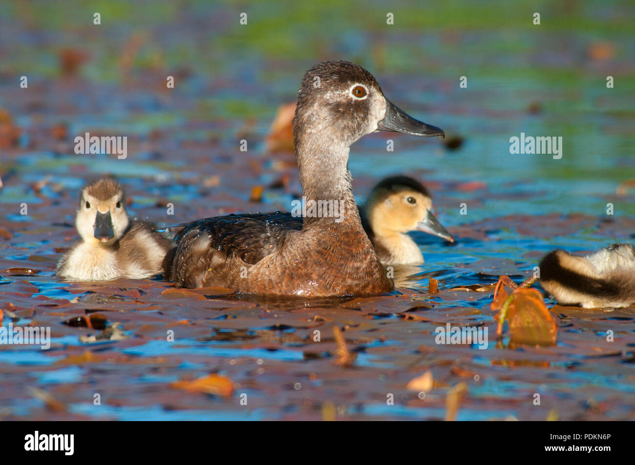 Redhead duck with duckling on Hosmer Lake, Cascade Lakes National ...