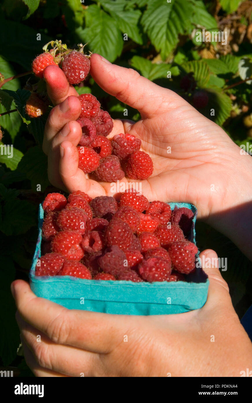 U pick raspberry hi-res stock photography and images - Alamy