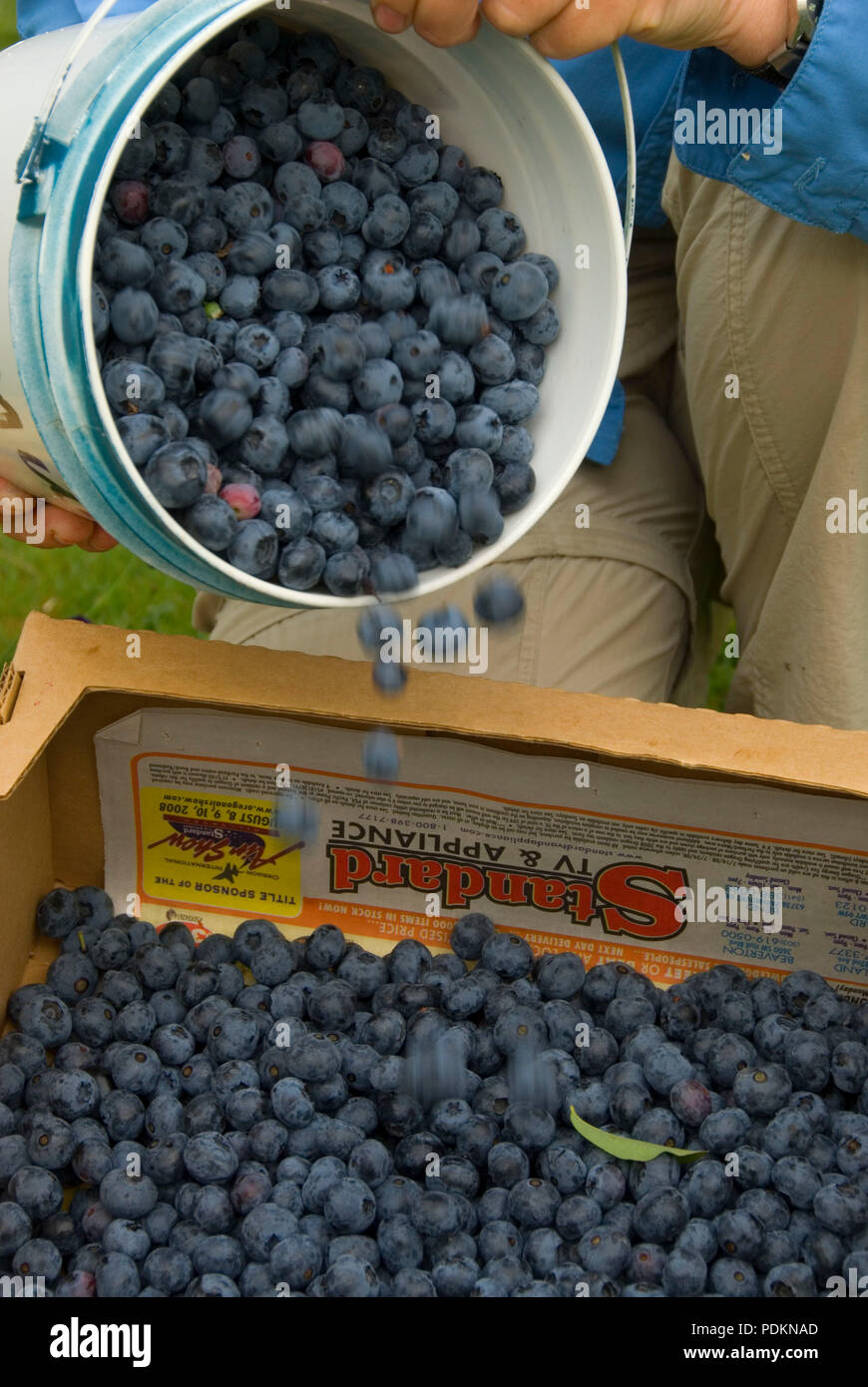 Oregon fruit blueberries hi-res stock photography and images - Alamy