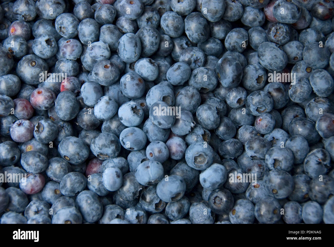U-pick blueberries, Marion County, Oregon Stock Photo - Alamy
