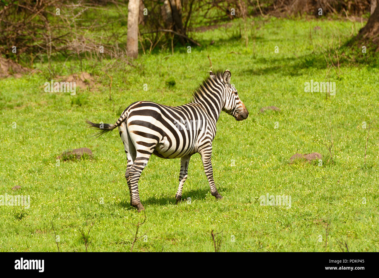 Burchell's Zebra in a meadow in Lake Mburo National Park Stock Photo ...
