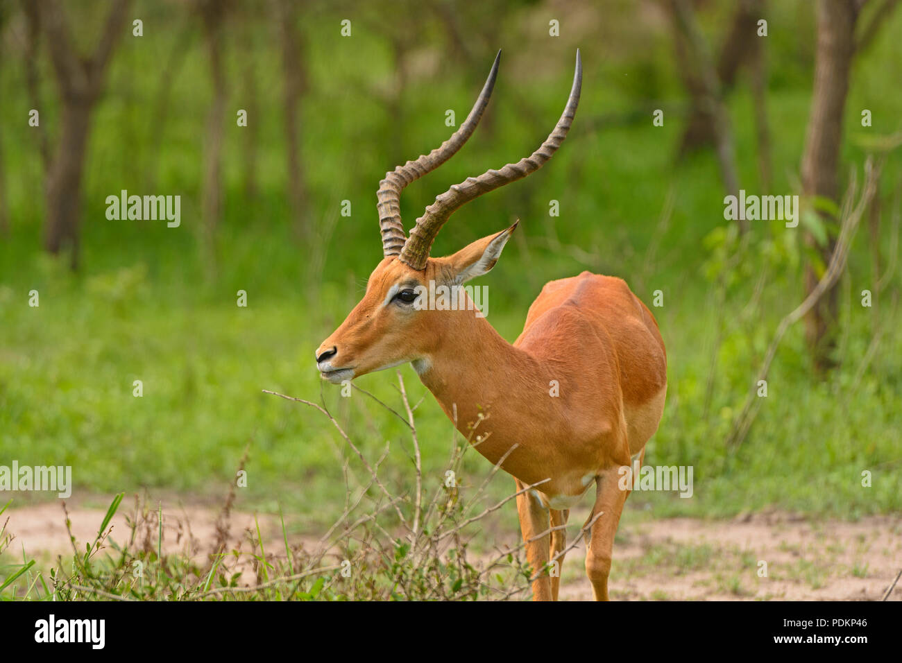 Head View of an Impala in Lake Mburo National Park in Uganda Stock ...