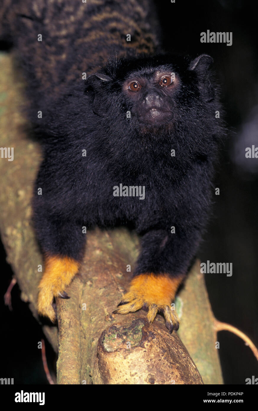 NOT 1140152 RED FOOTED TAMARIN Tamarin midas Red-handed Tamarin Golden ...